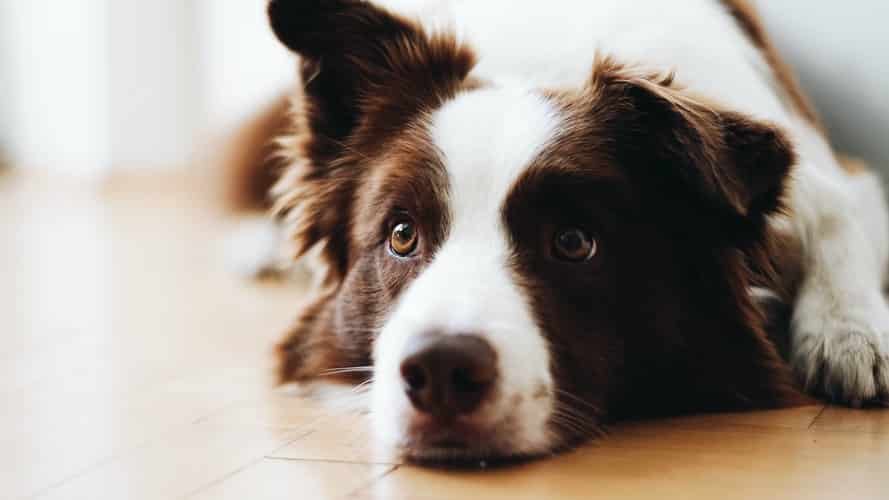 Comment rassurer un chien qui a peur du vétérinaire ? – Botaneo