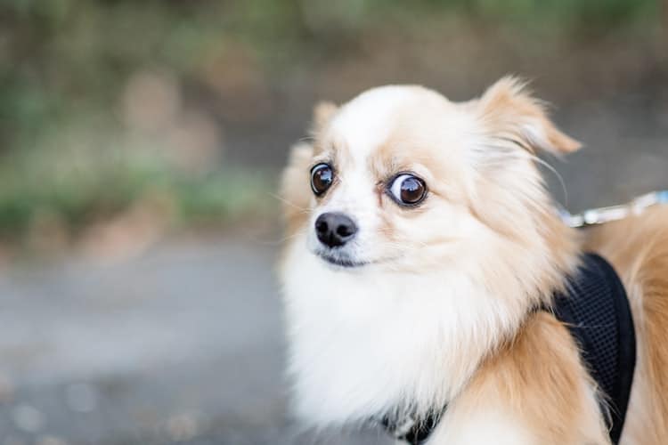 Comment aider un chien qui a peur des orages ? – Botaneo