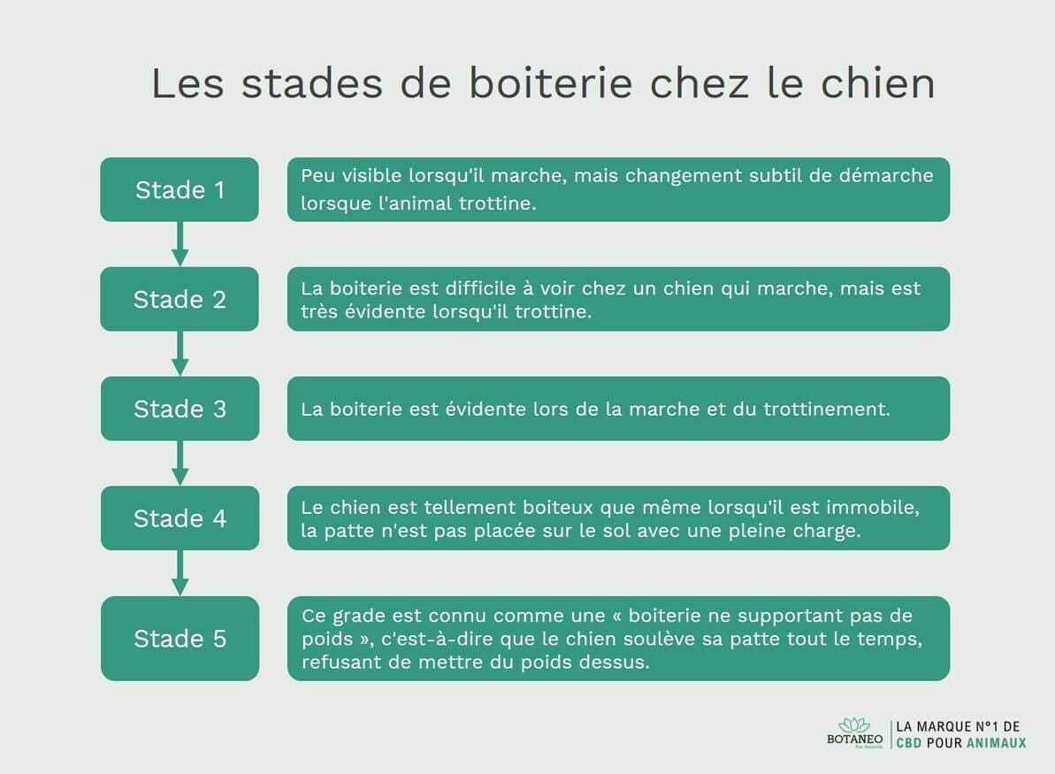 Mon Chien Boite Pourquoi Et Que Faire Guide Complet