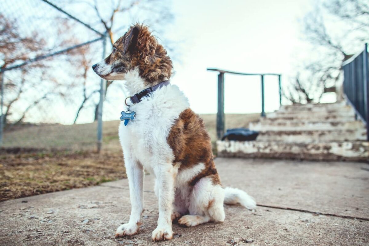 Apprendre le "Assis" à son chien : En 6 étapes – Botaneo