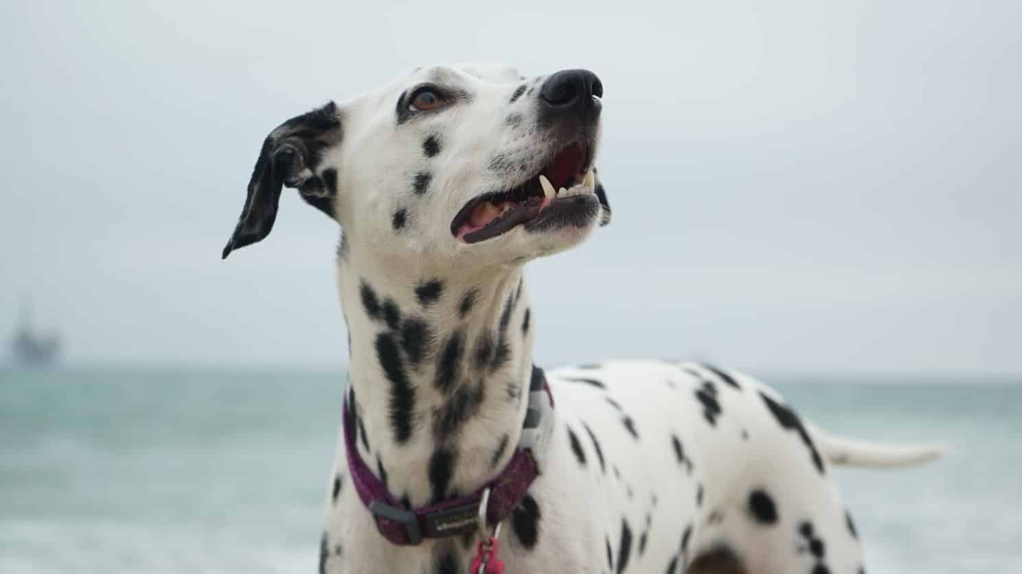 Chien Dalmatien : Caractère & personnalité – Botaneo