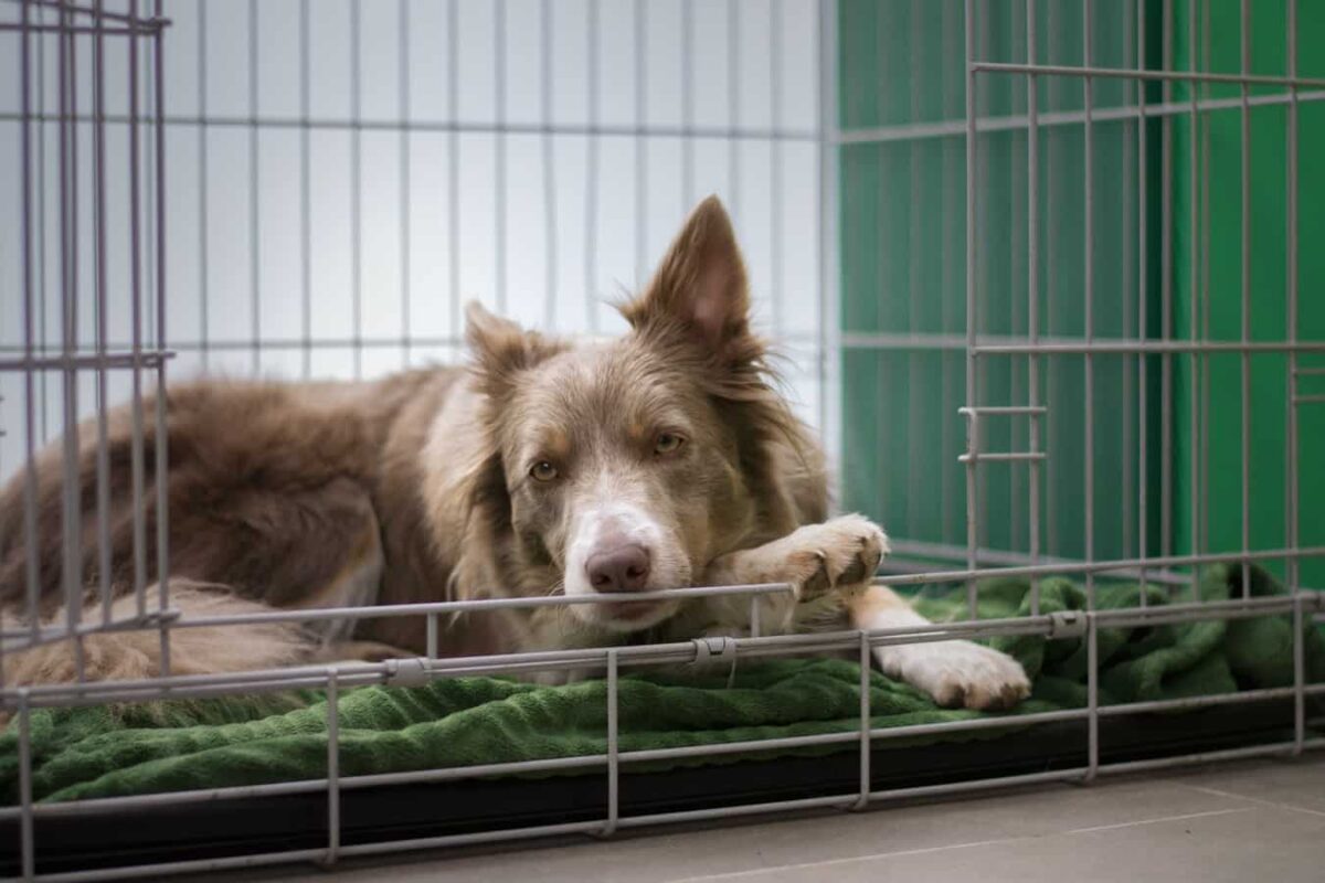 Cage pour chien : Conseils d'achat & Utilisations – Botaneo