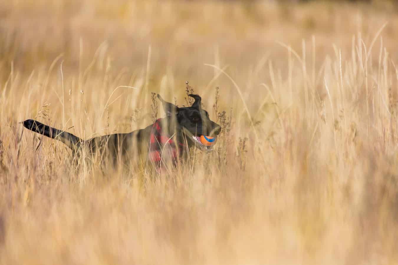 Epillet & chien : Dangers, Prévention, Solutions – Botaneo