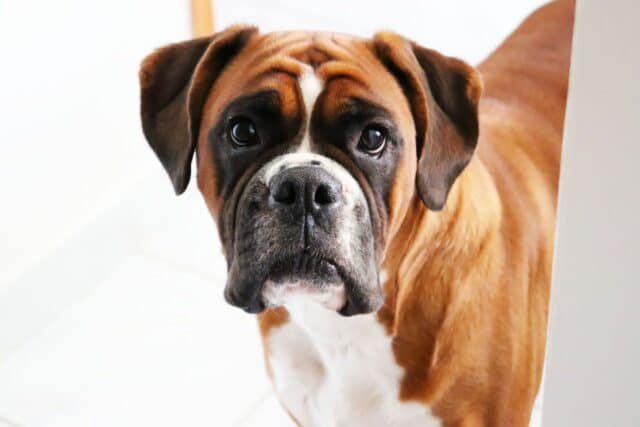 Boxer : 8 caractéristiques - race de chien – Botaneo