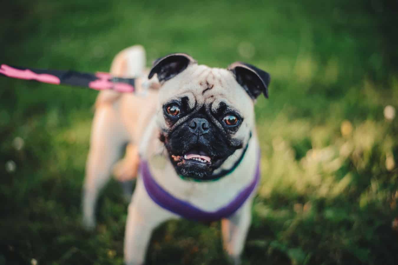 Race de chien Carlin : Prix, Caractère, Santé – Botaneo