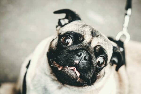 Chien les plus moches : Top 10 des races – Botaneo