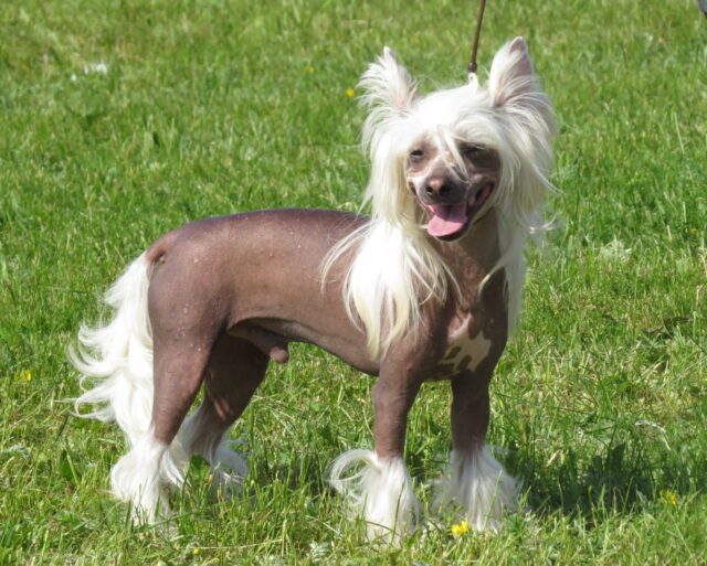 Chien les plus moches : Top 10 des races – Botaneo