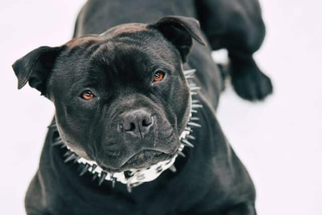 Chien qui fait peur : top 14 des races (+photos) – Botaneo