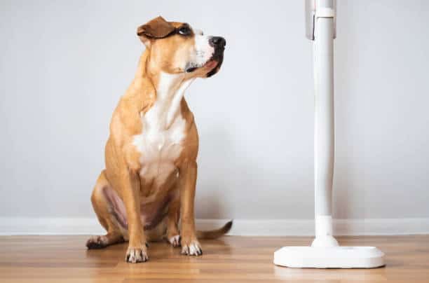 Mon chien a peur de l’aspirateur : que faire ? – Botaneo