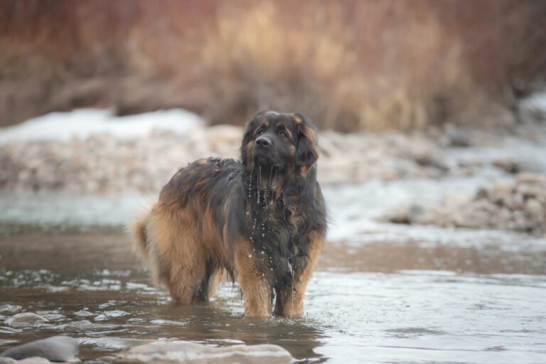 Races géantes : les 12 plus belles races de grands chiens – Botaneo
