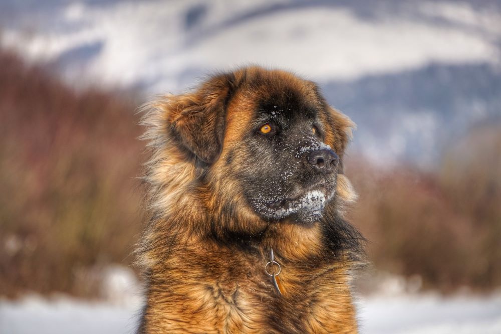 Chien Leonberg : Caractère, taille, soins, prix – Botaneo