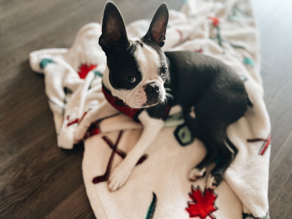 Boston Terrier : Prix, Caractère, Espérance de vie – Botaneo