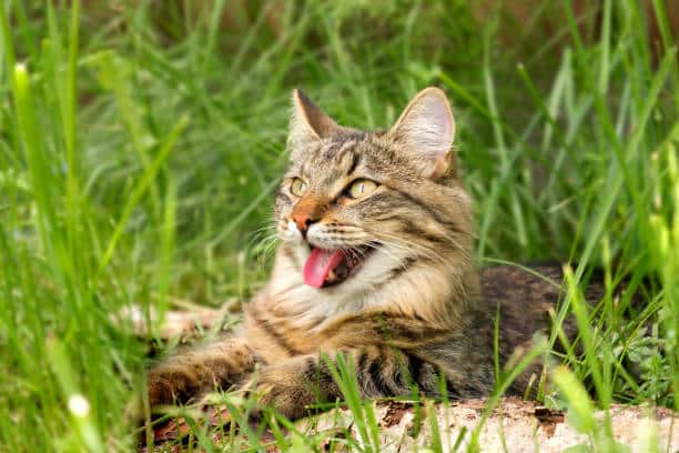 Chat qui respire fort : Une urgence ? – Botaneo