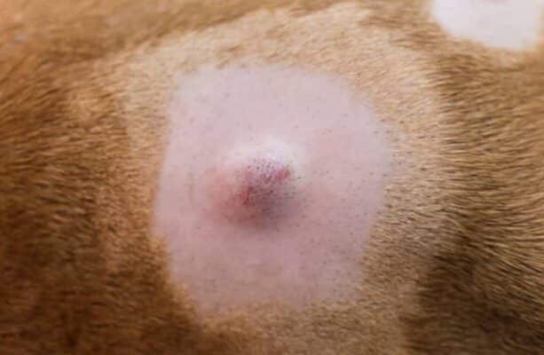 Boule étrange sur mon chien : Causes ? (+photos) – Botaneo